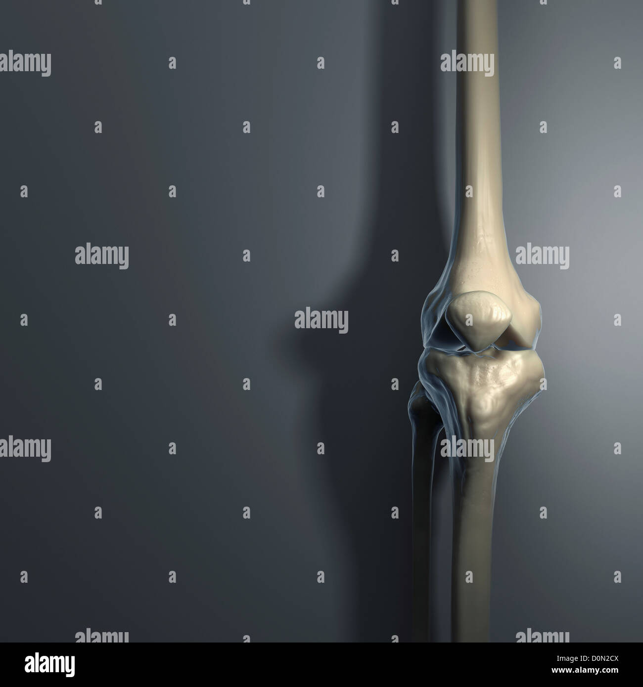 The bones of the knee viewed from the front against a gray background ...