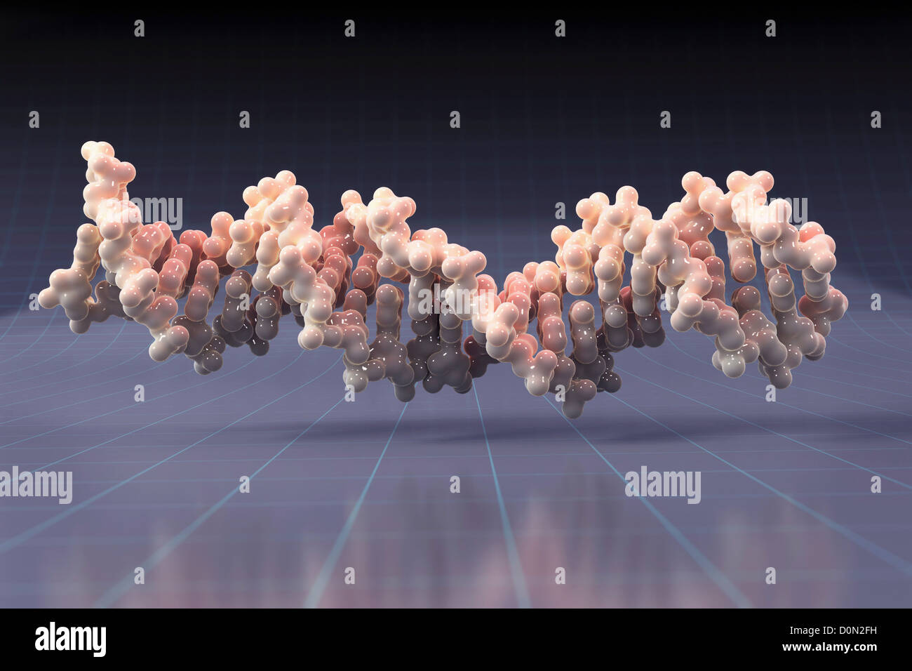 Structure of human DNA or deoxyribonucleic acid (PDB 1BNA Stock Photo ...