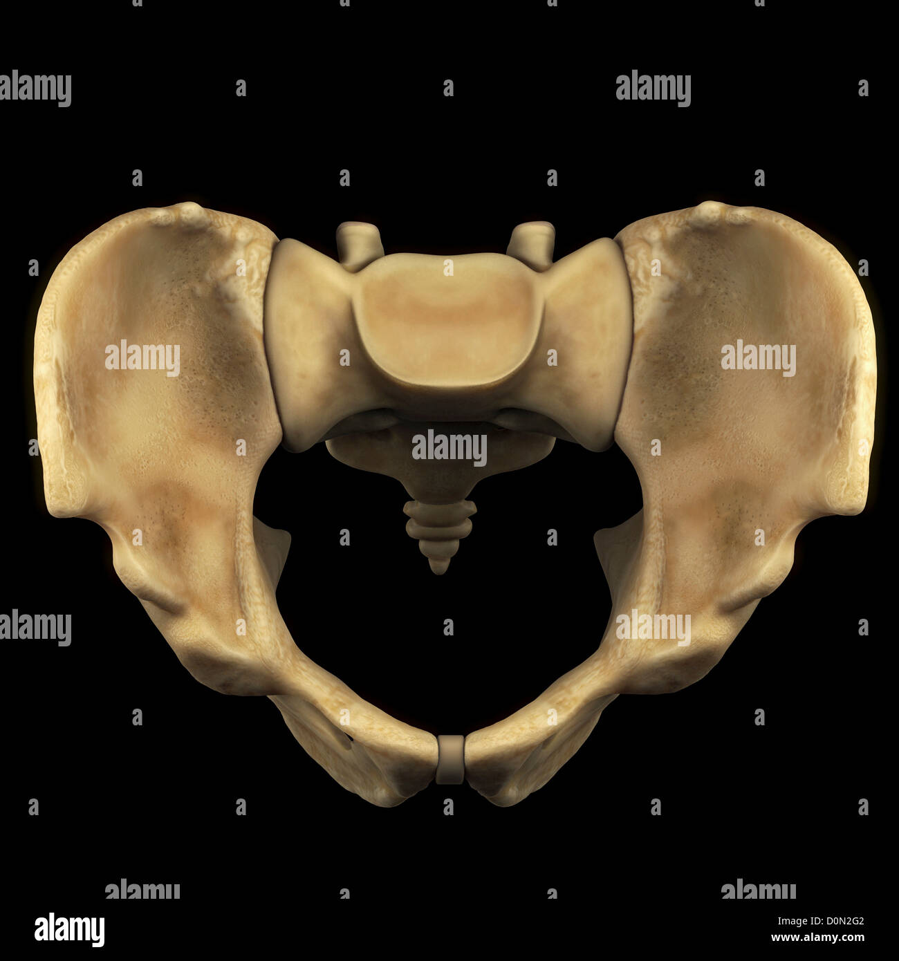 Pelvic inlet hi-res stock photography and images - Alamy