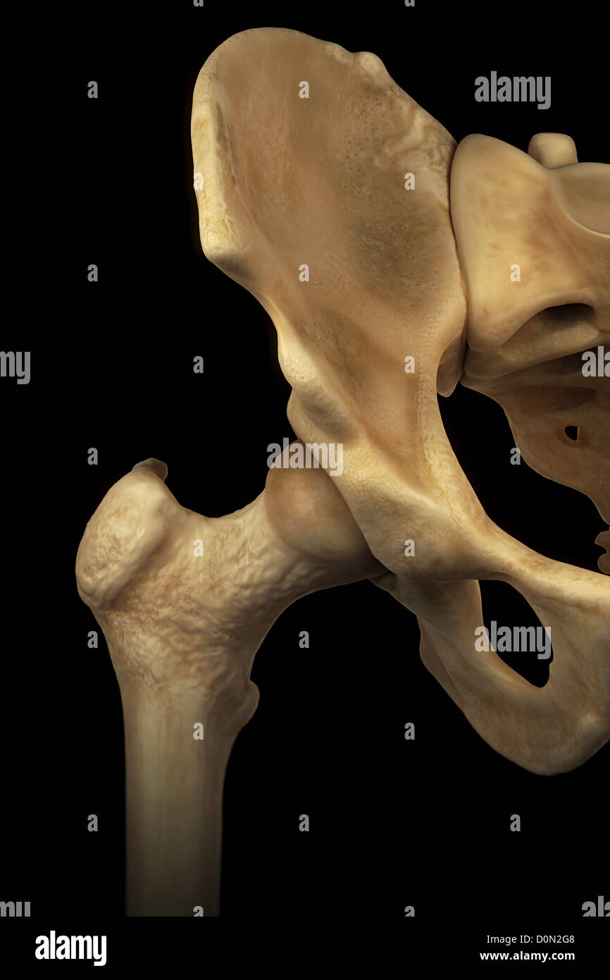 Close up hip joint synovial joint formed articulation rounded head ...