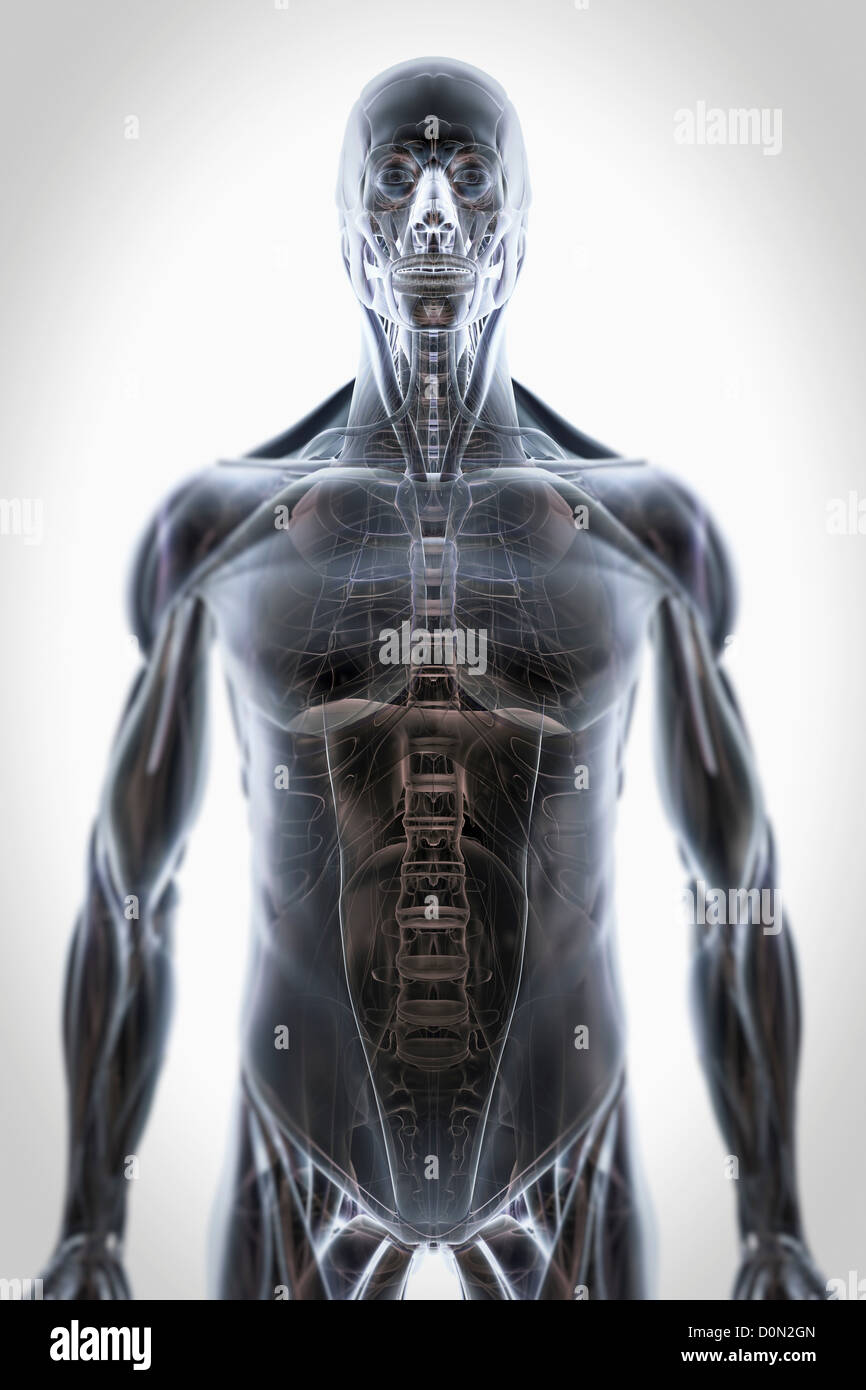 A transparent skin reveals the muscles and skeletal structures of the ...