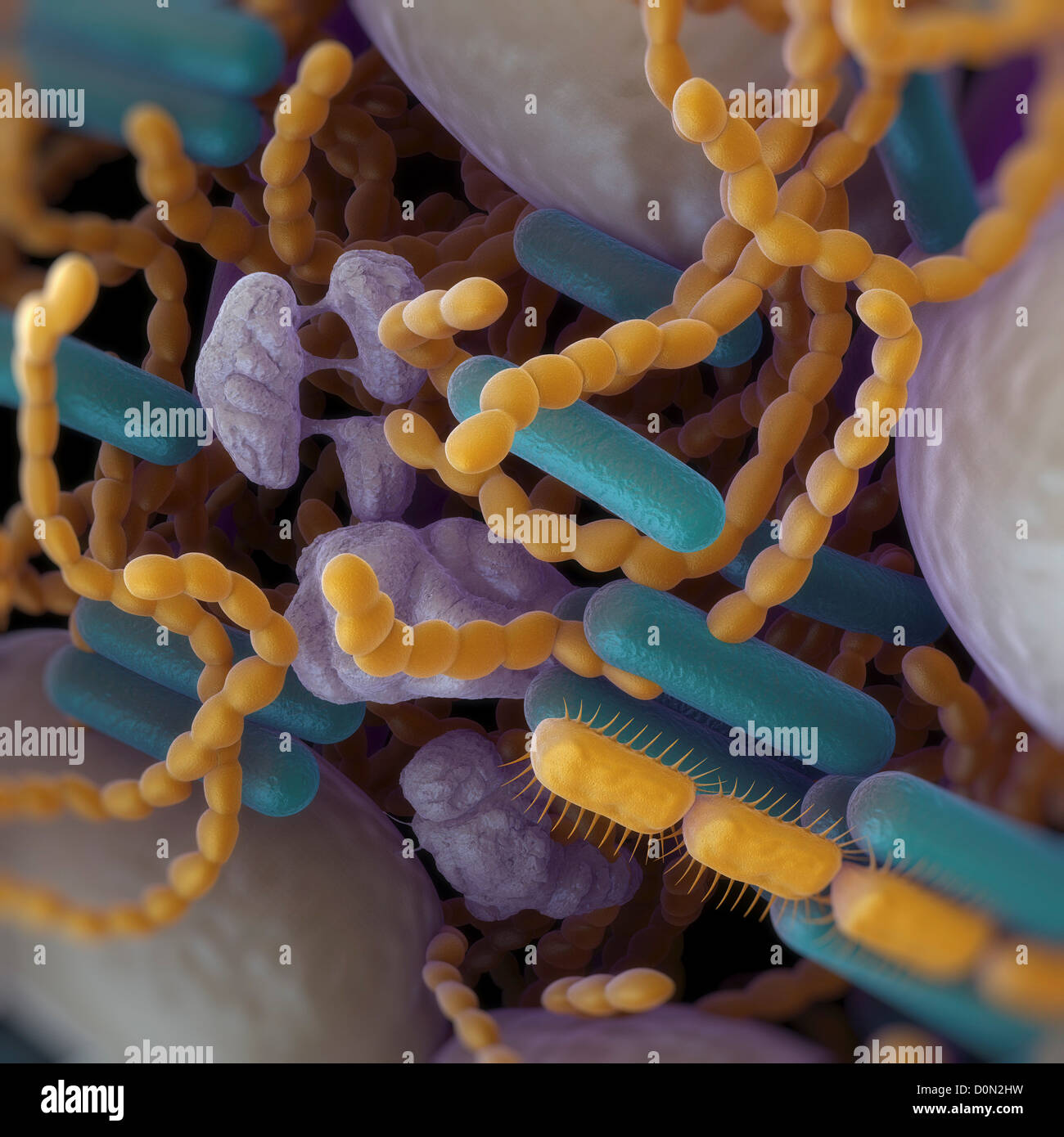 They are found in in hi-res stock photography and images - Alamy