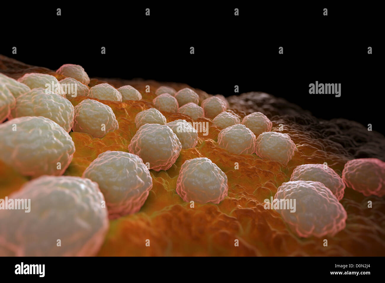 Rubella virus particles on cellular surface. Rubella disease commonly ...