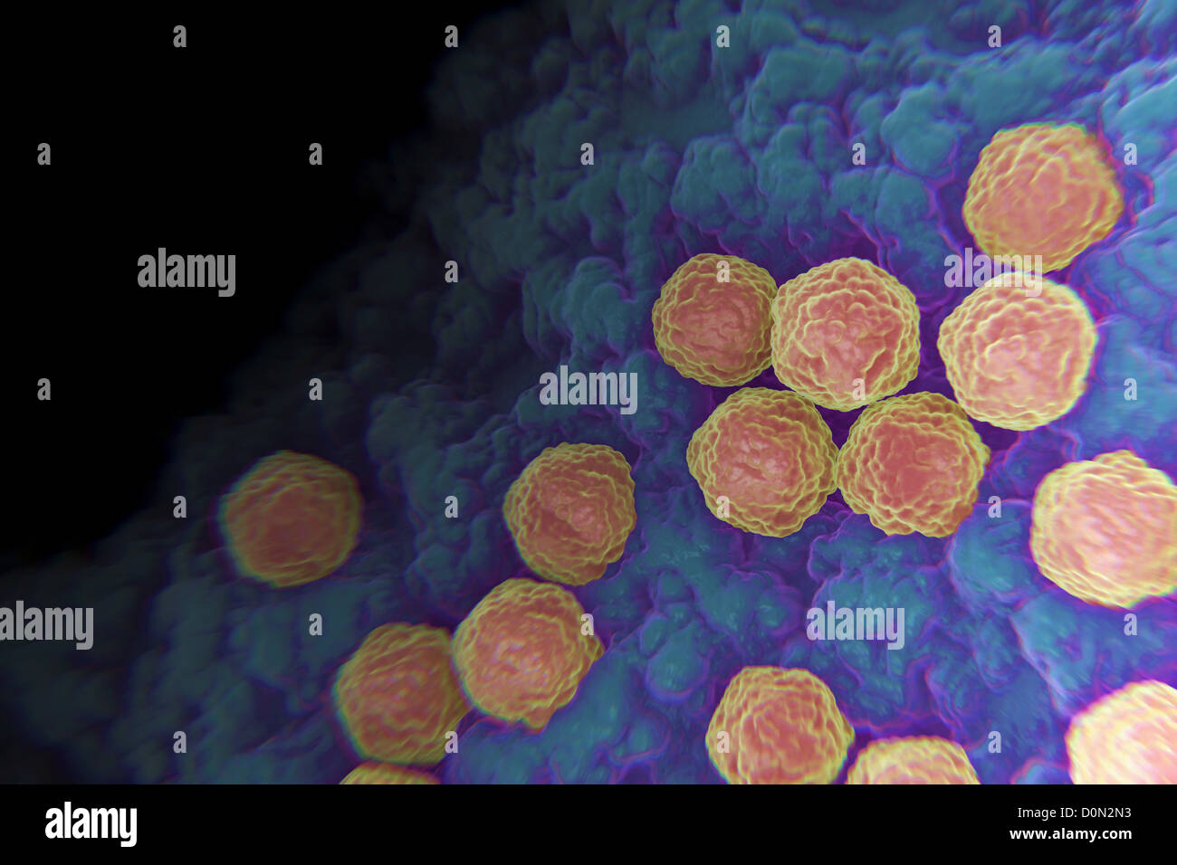 Rubella virus particles on cellular surface. Rubella disease commonly ...
