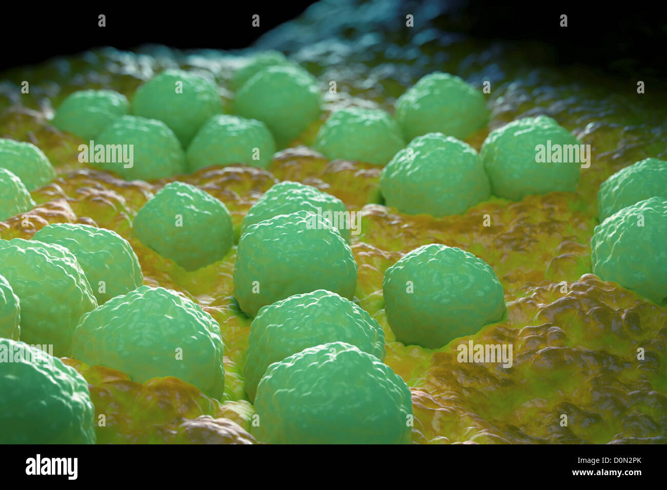 Rubella virus particles on cellular surface. Rubella disease commonly ...