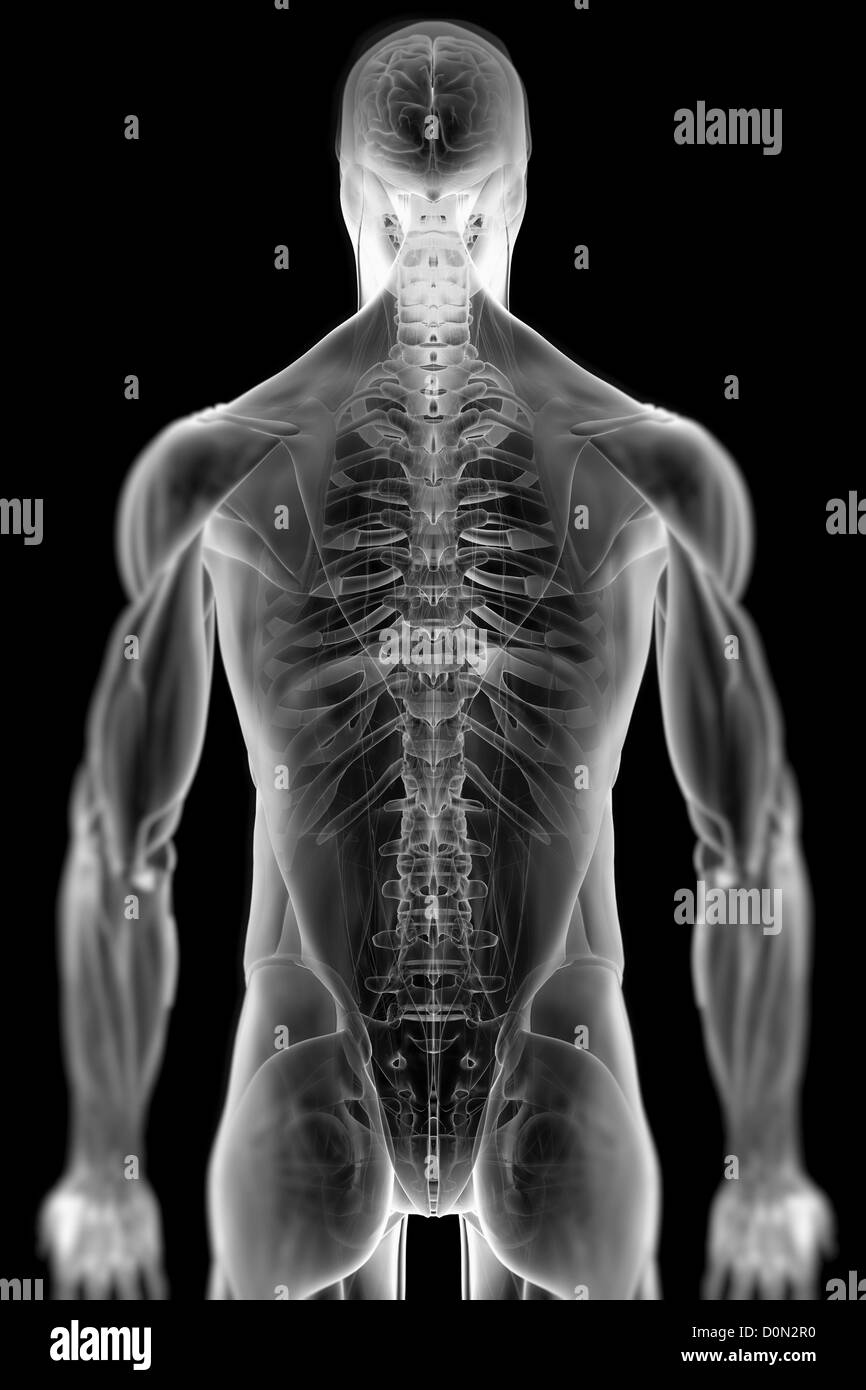 A transparent skin reveals muscles skeletal structures torso viewed ...