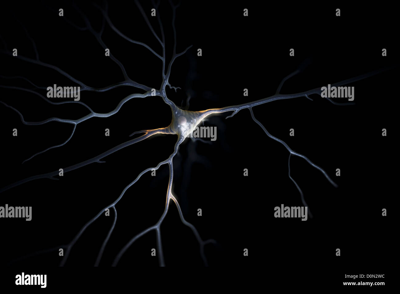 Pyramidal neurons or pyramidal cells are type neuron found in brain ...
