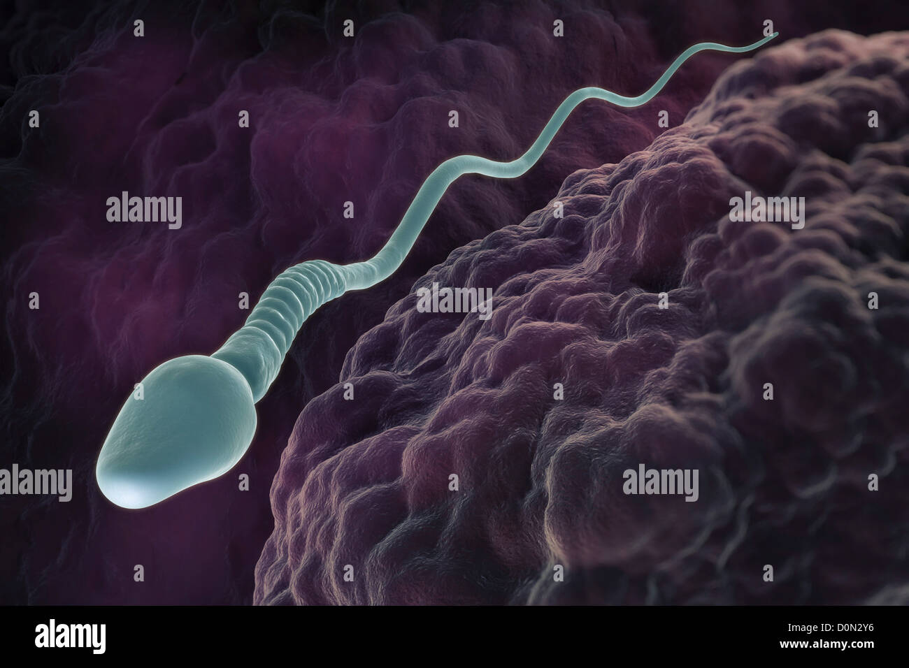 A single male sperm cell swimming in the fallopian tube Stock Photo - Alamy