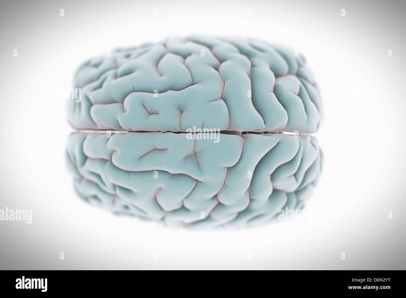 Stylized anatomical model of the human brain views from a superior ...