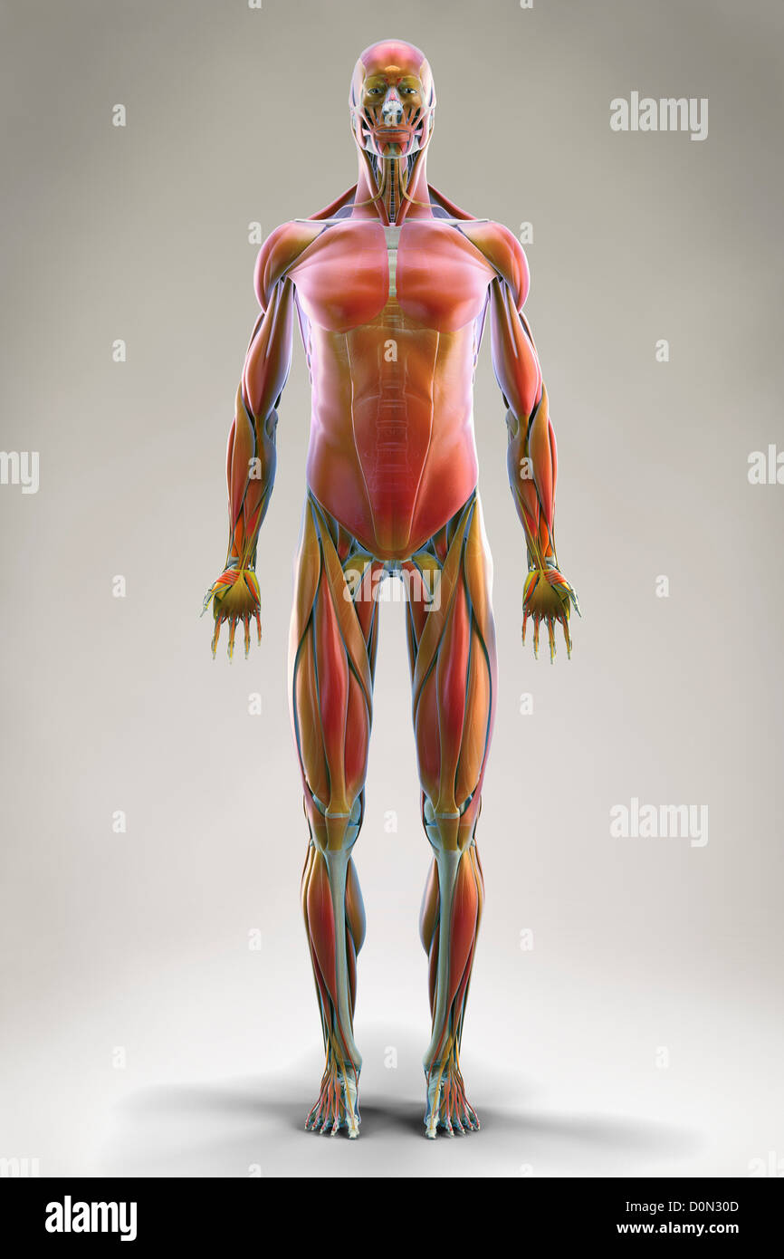 A transparent skin reveals muscle structures body. bones spine are ...