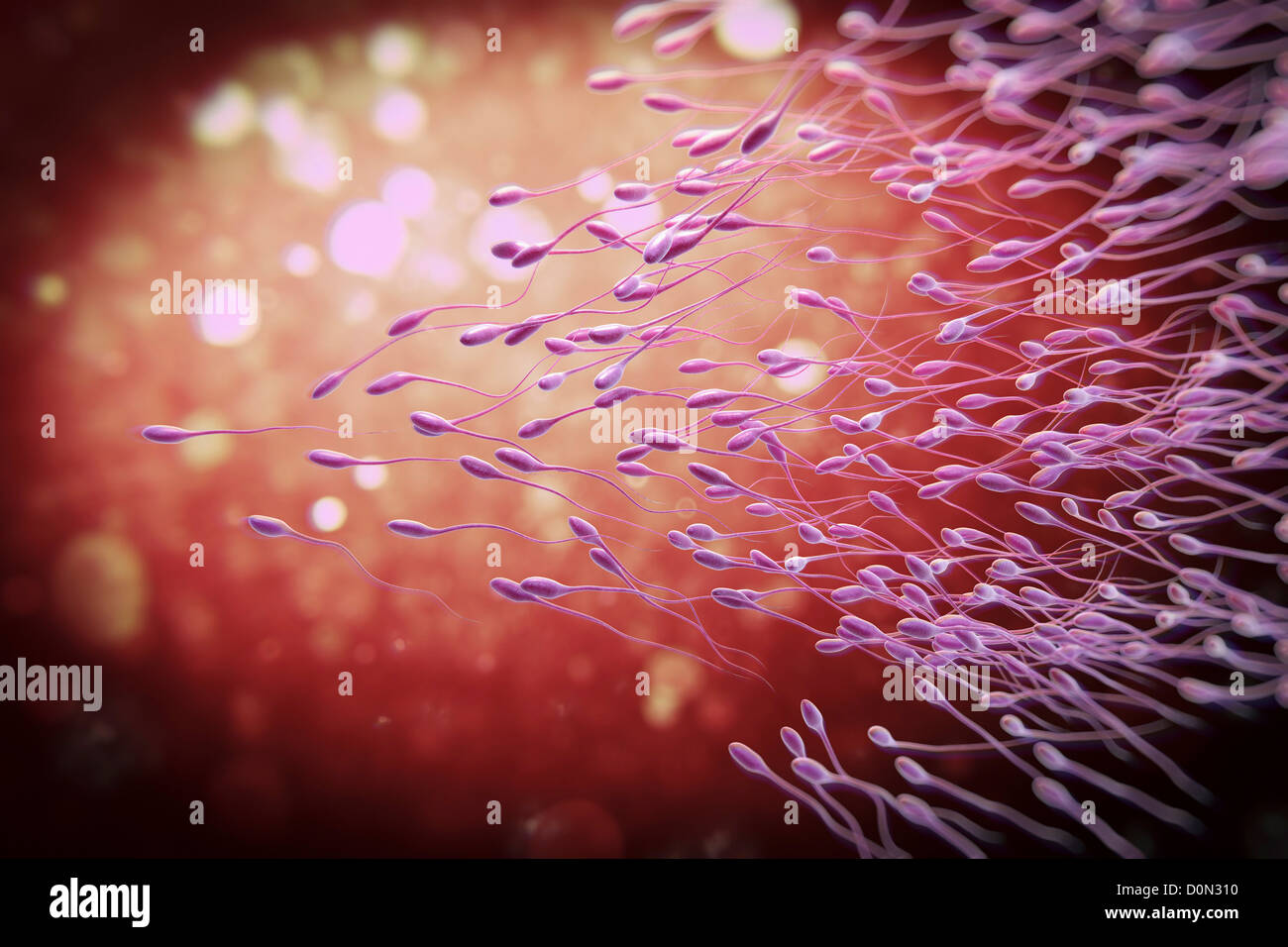 A group of sperm cells swimming in the fallopian tube Stock Photo - Alamy