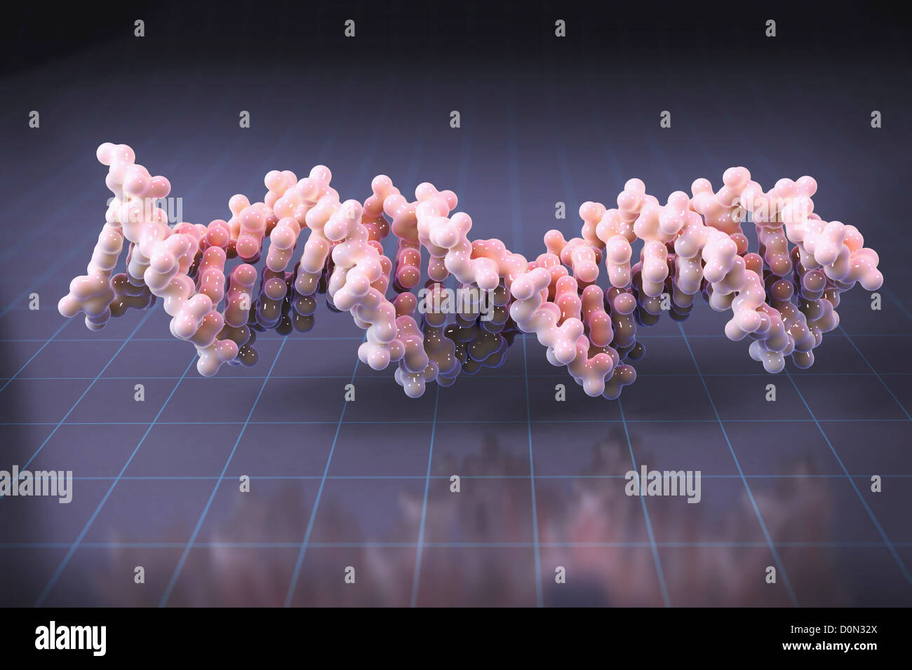 Structure of human DNA or deoxyribonucleic acid (PDB 1BNA Stock Photo ...
