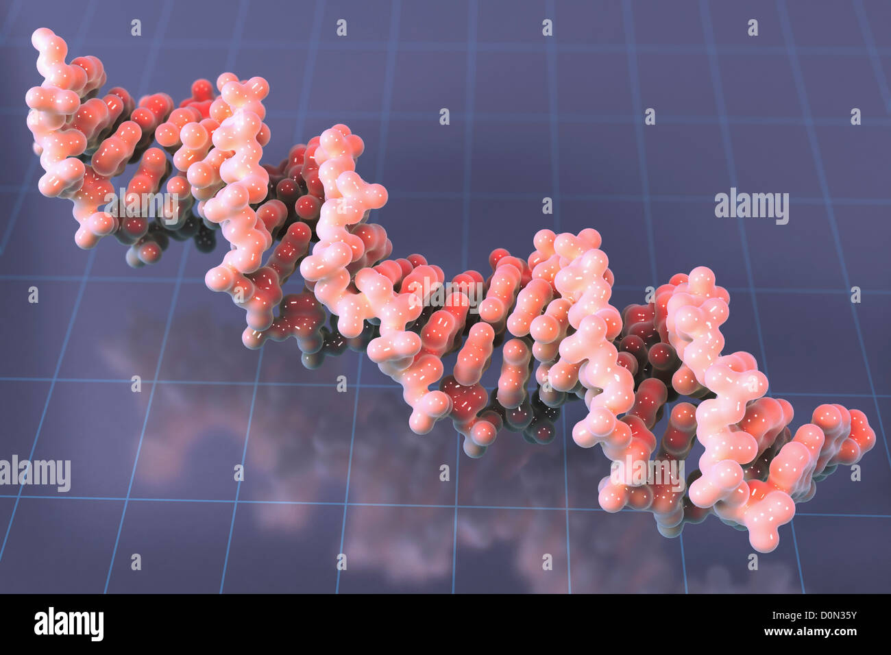 Structure of human DNA or deoxyribonucleic acid (PDB 1BNA Stock Photo ...