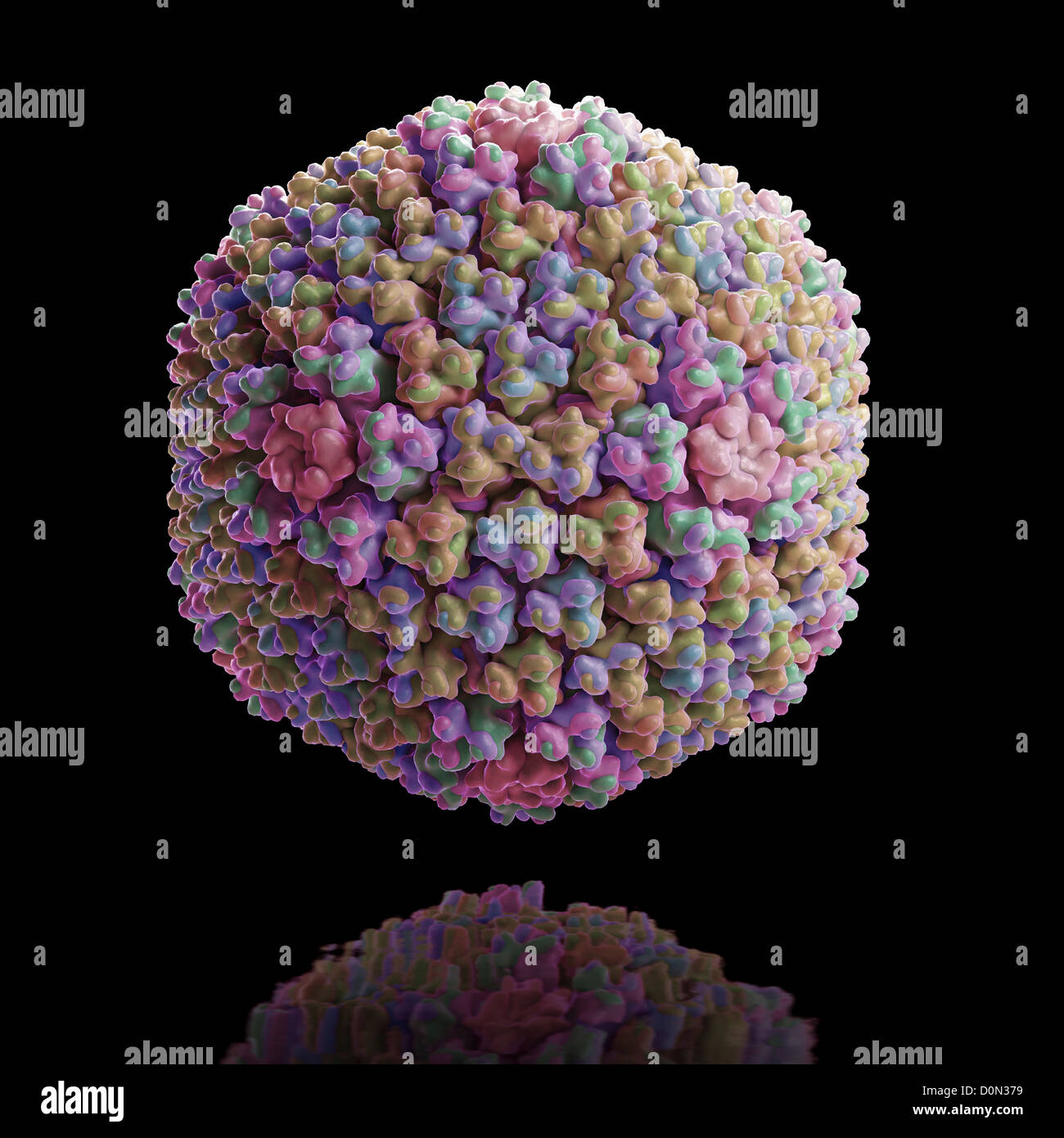 Adenovirus Structure