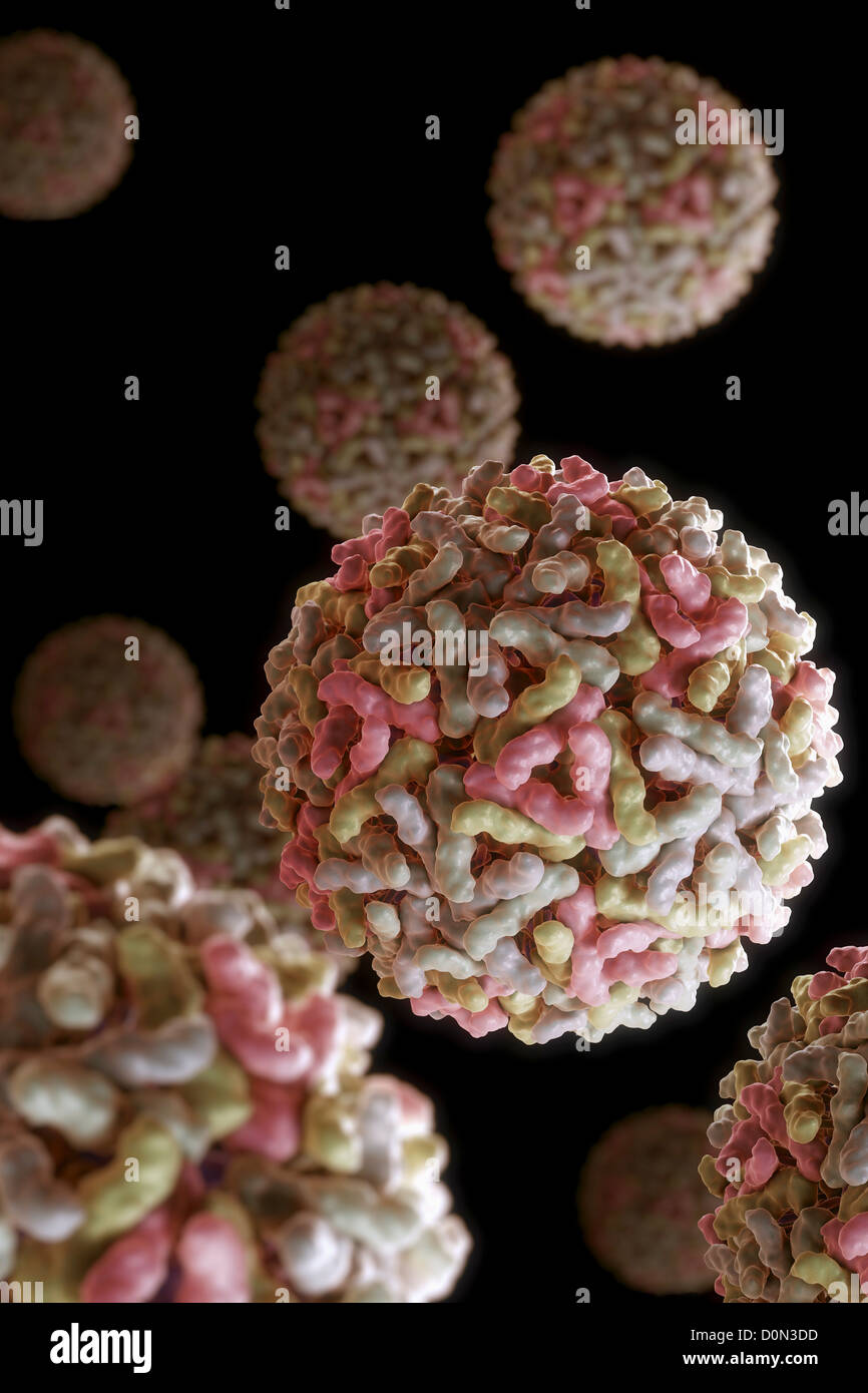Alphavirus hi-res stock photography and images - Alamy