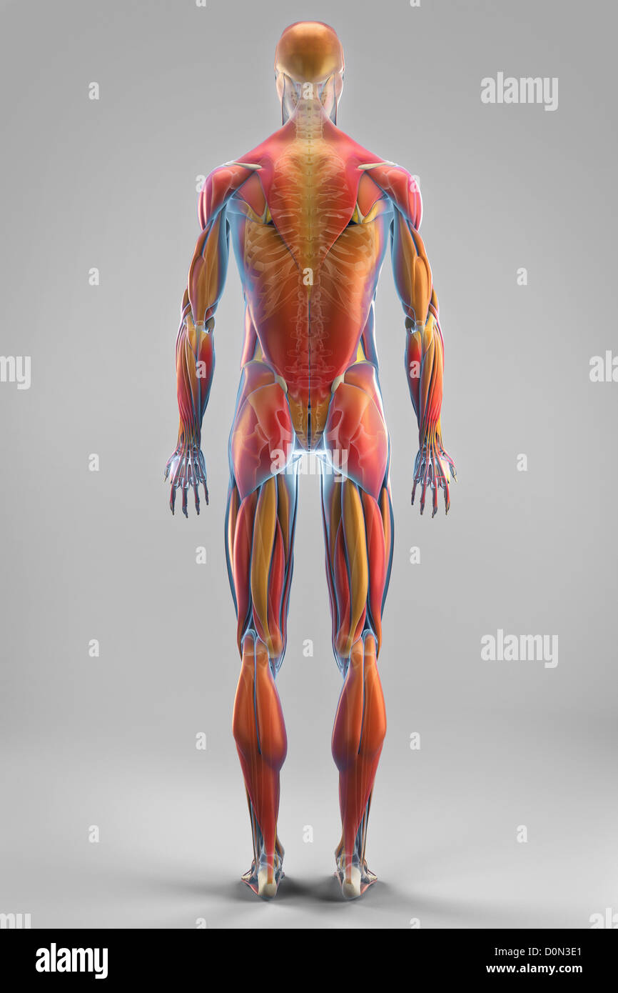 A transparent skin reveals muscles skeletal structures body viewed rear ...
