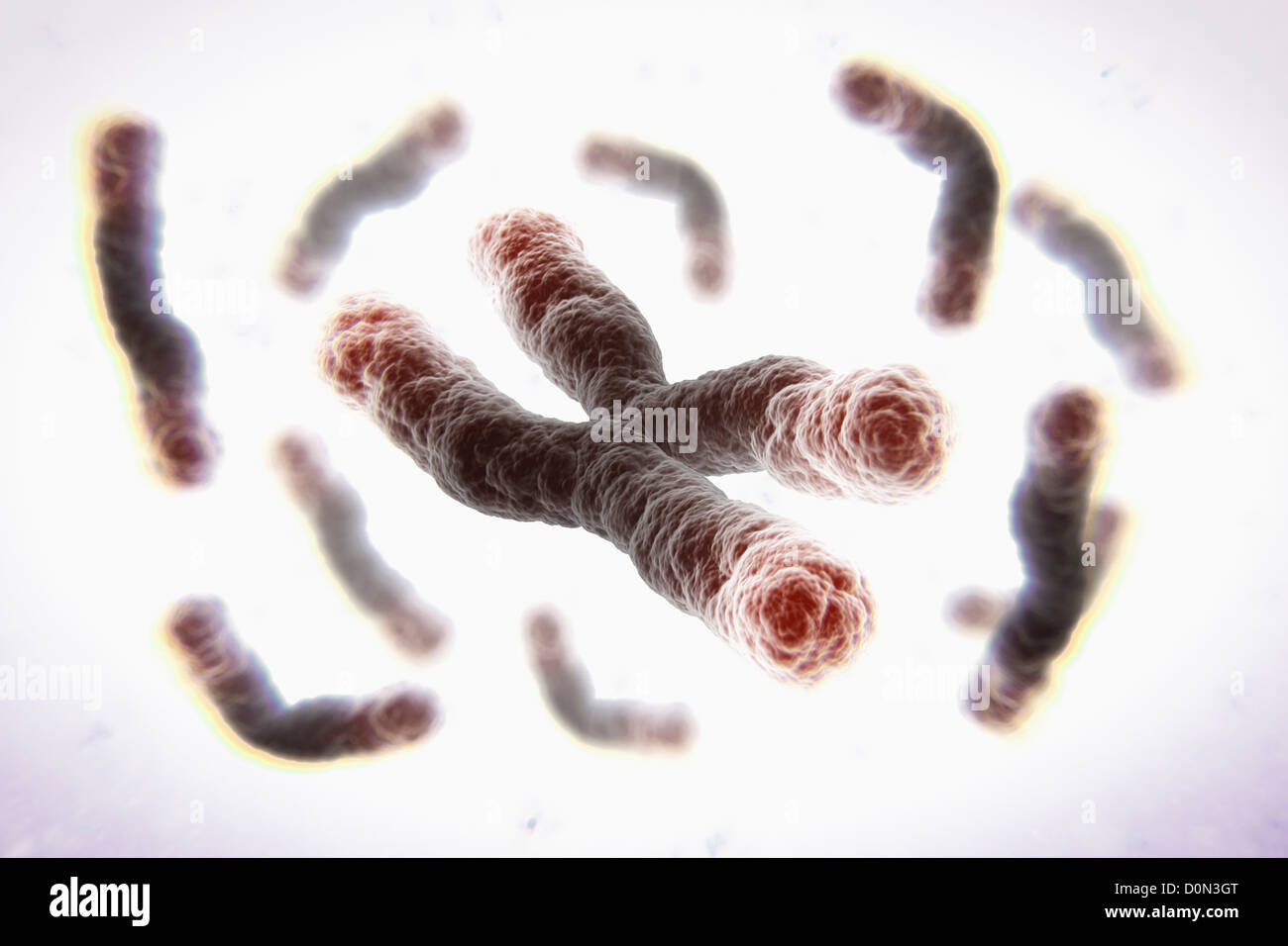 A telomere is region DNA sequence end chromosome. Their function is ...
