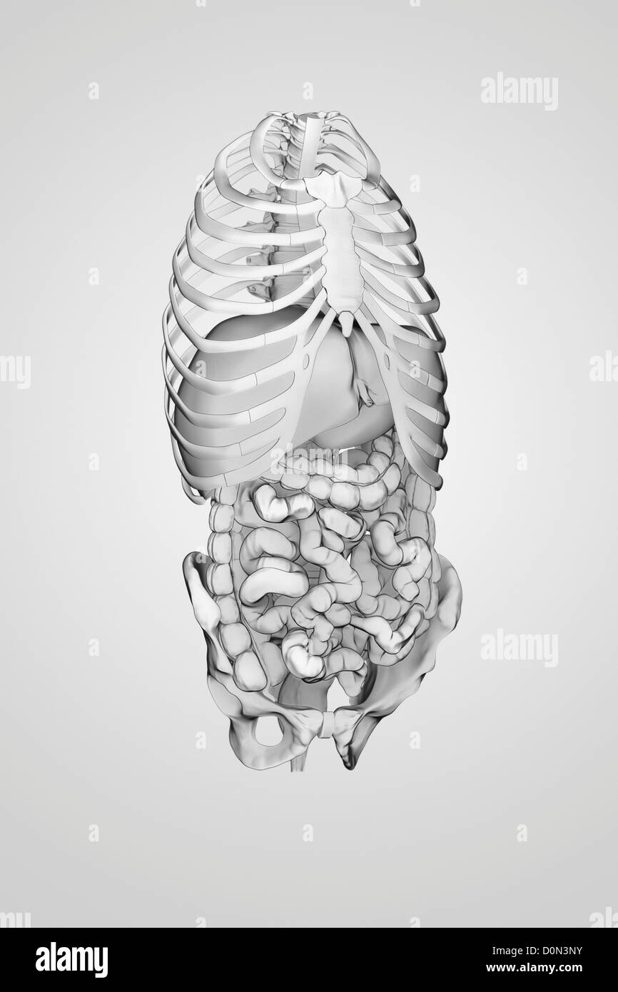 Organs of the digestive system within the bones of the torso viewed ...