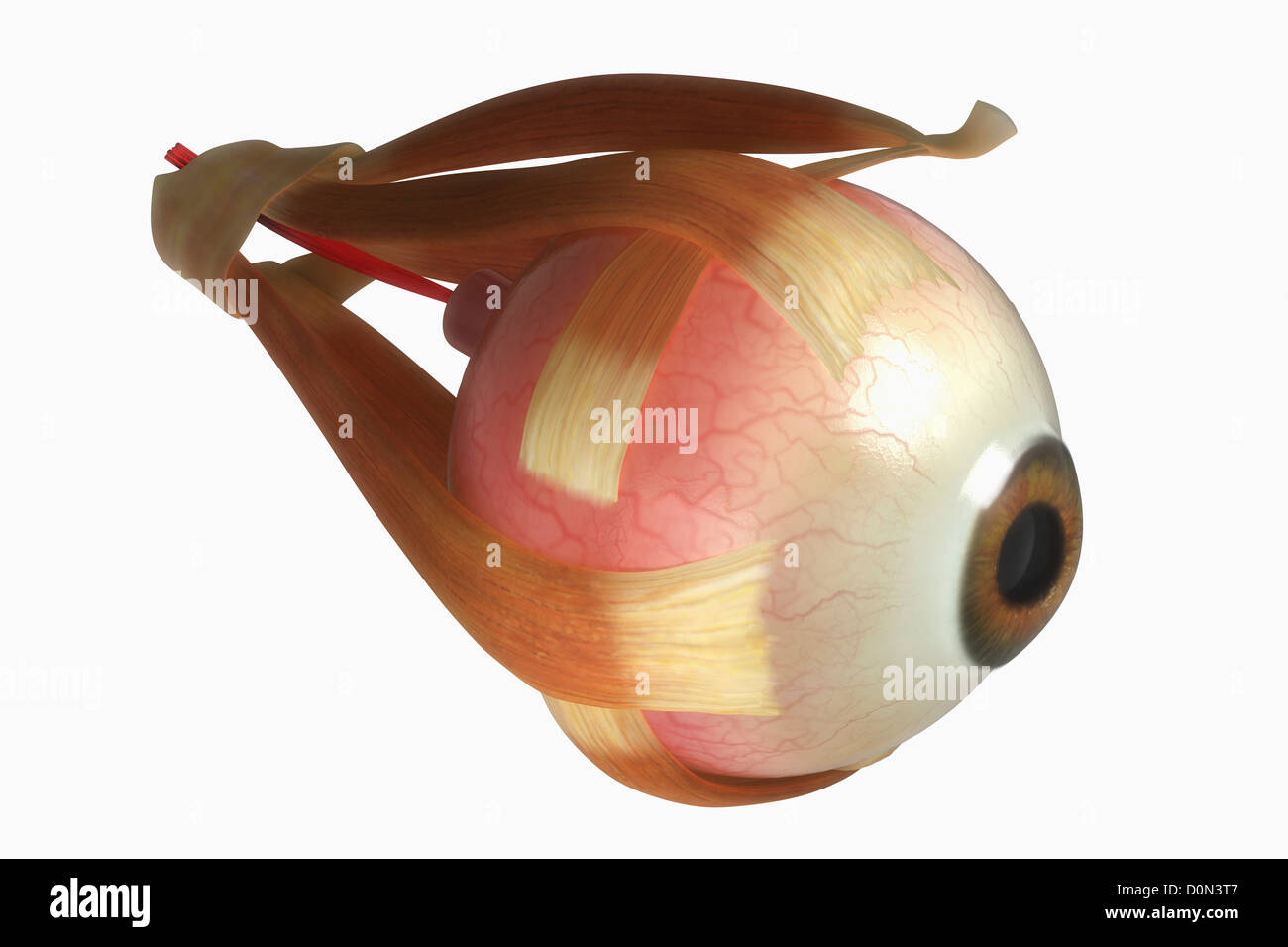 An isolated human eye ball with its muscles Stock Photo - Alamy