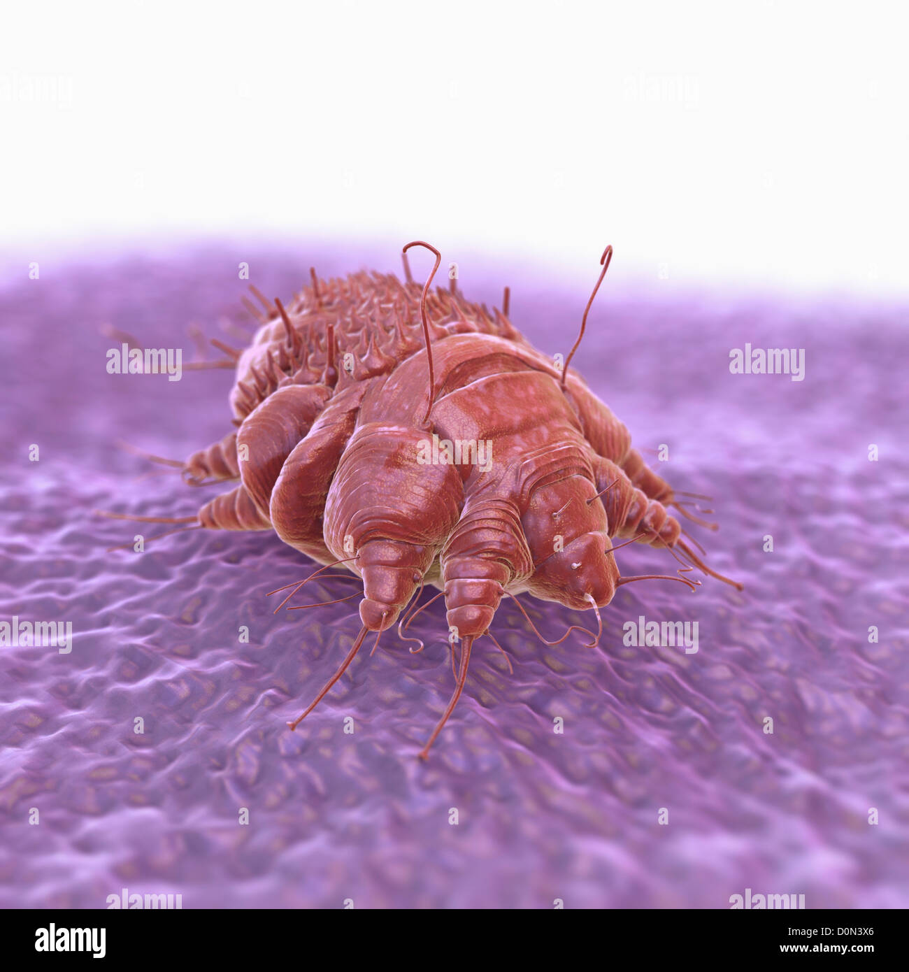 A single Sarcoptes scabiei mite which is cause contagious skin ...