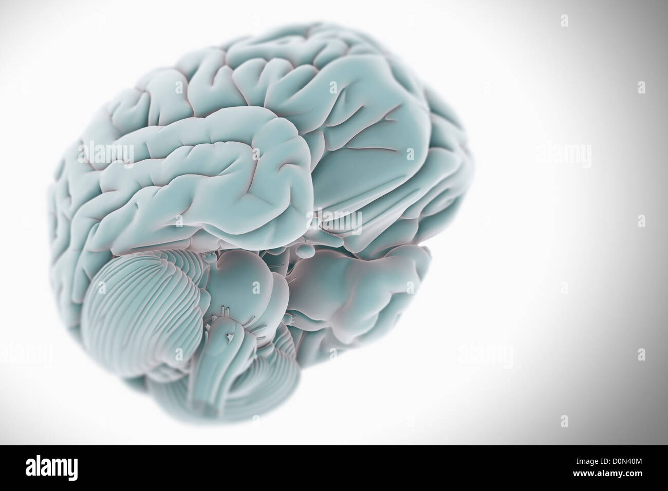 Stylized anatomical model of the human brain views from an inferior ...
