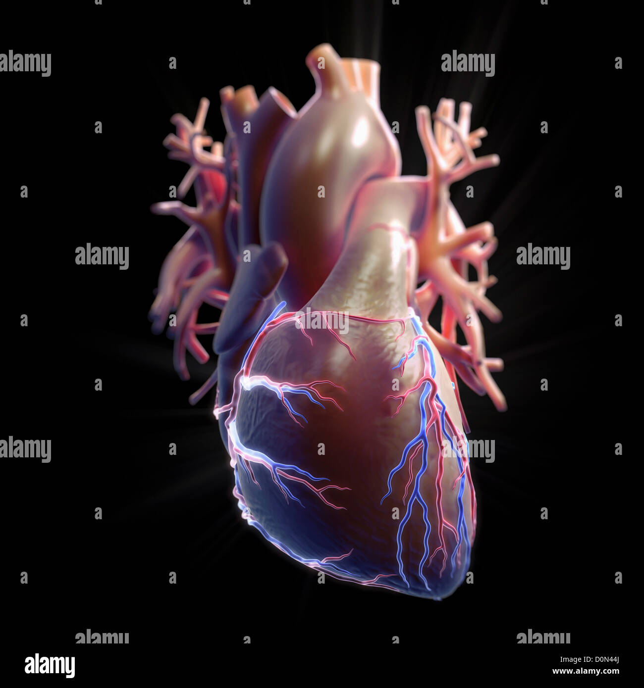 Front view of the heart with coronary blood vessels visible set against ...