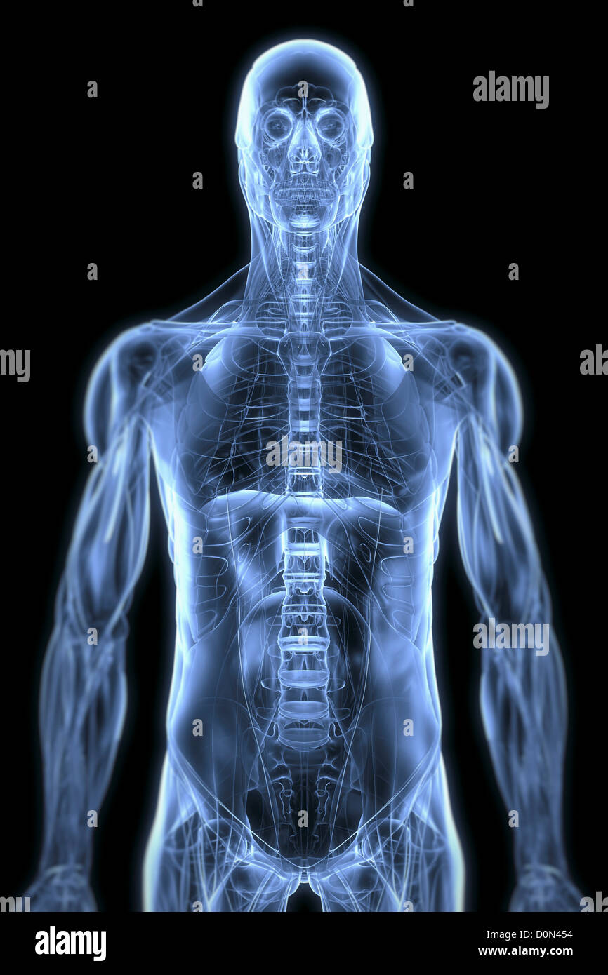 Skeletal structures reveals hi-res stock photography and images - Alamy