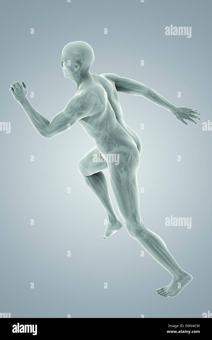 A sprinting male figure with the internal organs visible within the ...