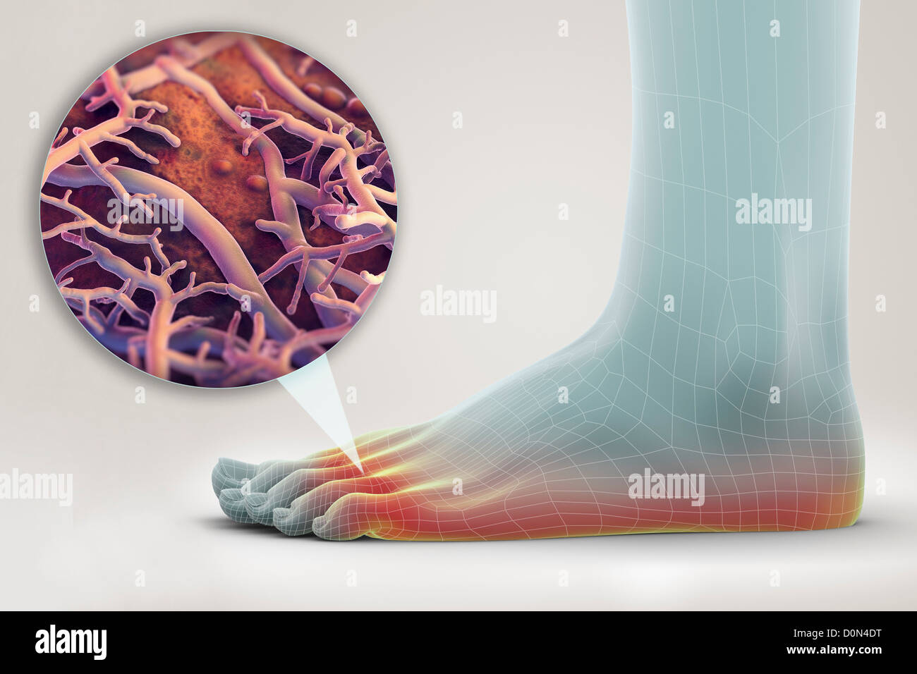 A left foot wireframe appearance. foot is highlighted represent ...