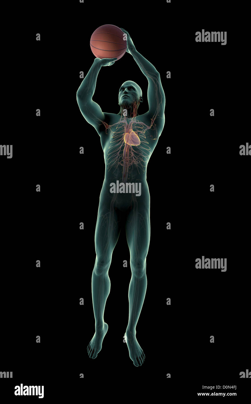 Male figure jumping basketball about take shot. internal anatomy ...