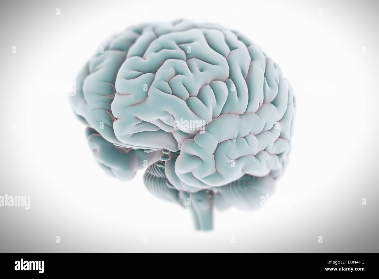 Stylized anatomical model of the human brain views from a front three ...