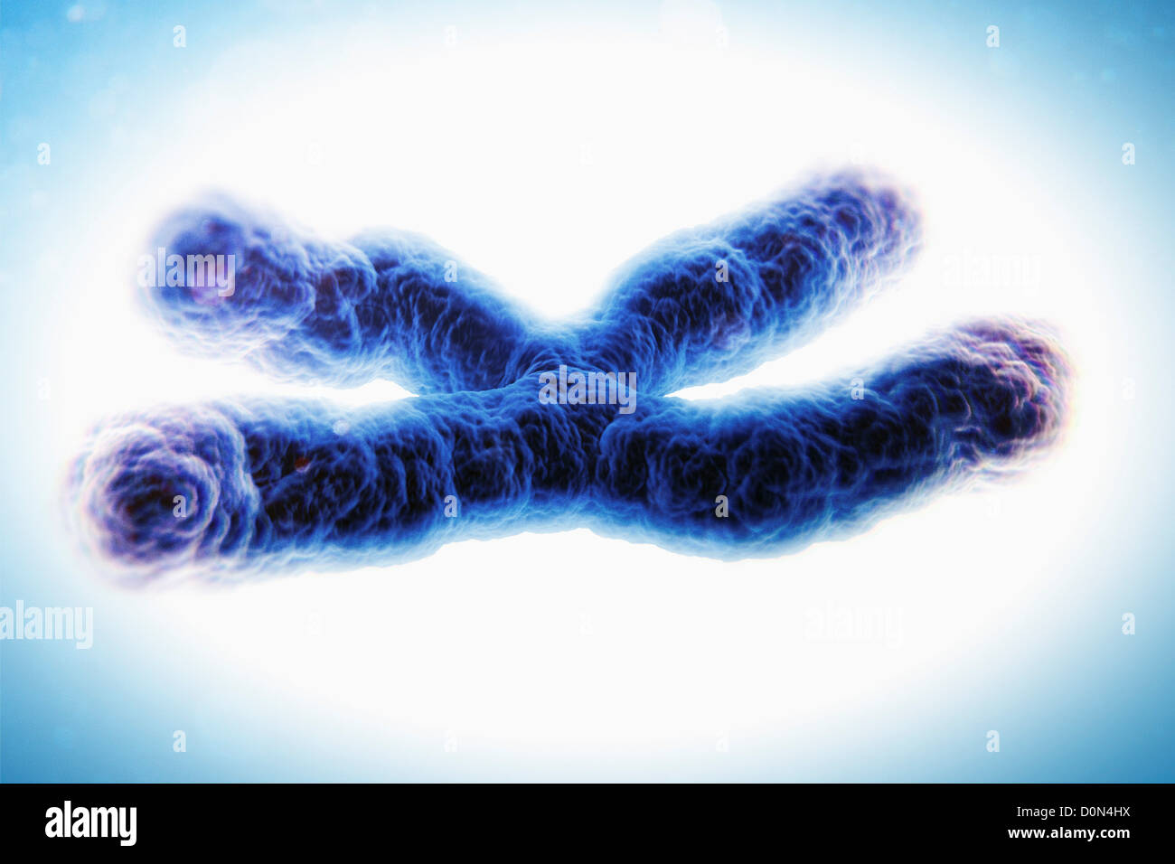 A telomere is region DNA sequence end chromosome. Their function is ...