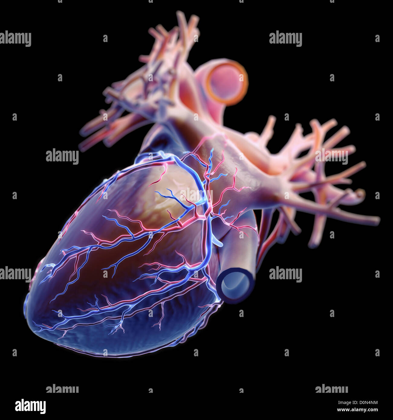Inferior view of the heart and its coronary blood vessels Stock Photo ...