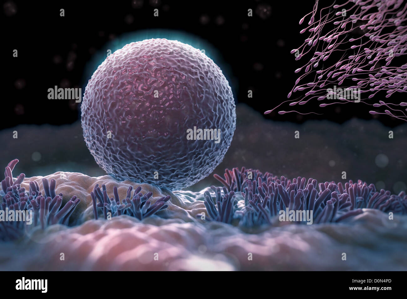 Egg fallopian tube hi-res stock photography and images - Alamy