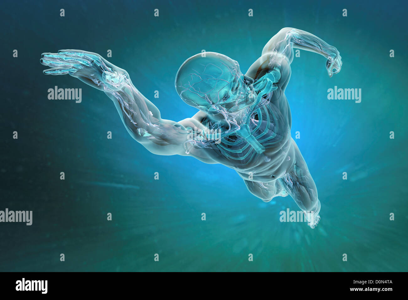 A male figure swimming mid stroke with transparent skin revealing the ...