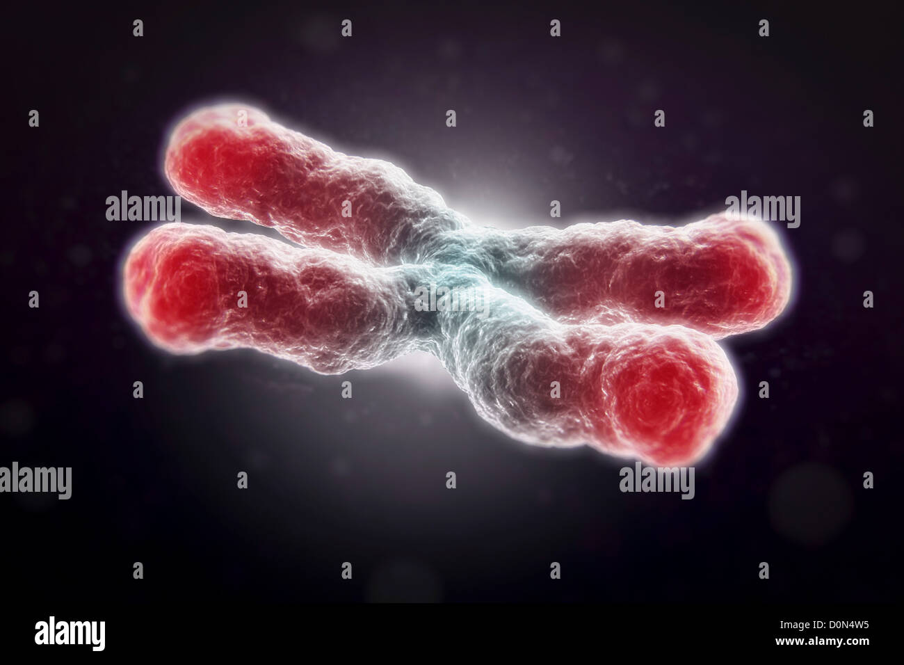 Telomere hi-res stock photography and images - Alamy