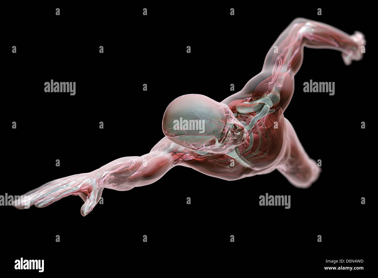 A male figure swimming mid stroke with transparent skin revealing the ...