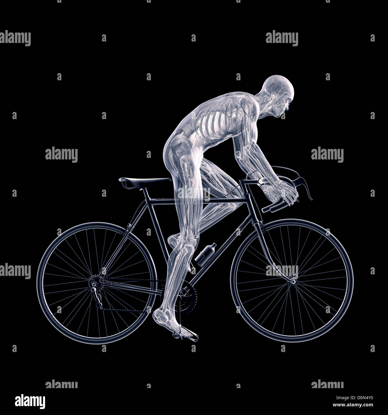 Male figure cycling a bicycle. The internal anatomy is visible within ...