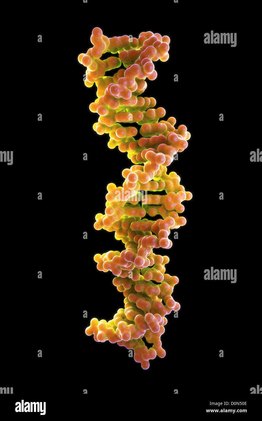Structure of human DNA or deoxyribonucleic acid (PDB 1BNA Stock Photo ...