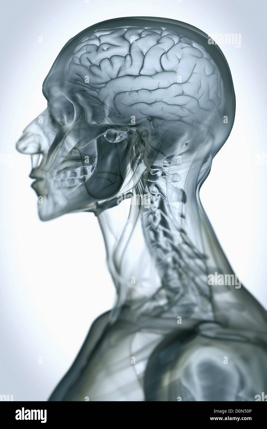 Stylized side view head neck hi-res stock photography and images - Alamy