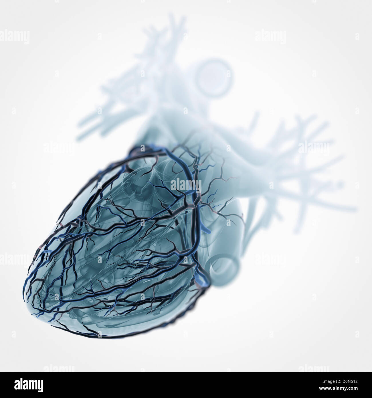 Inferior view of the heart and its coronary blood vessels Stock Photo ...