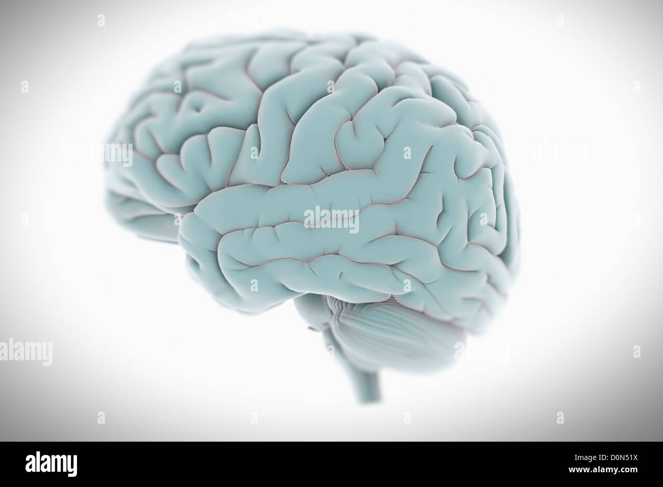 Anatomical perspective hi-res stock photography and images - Alamy