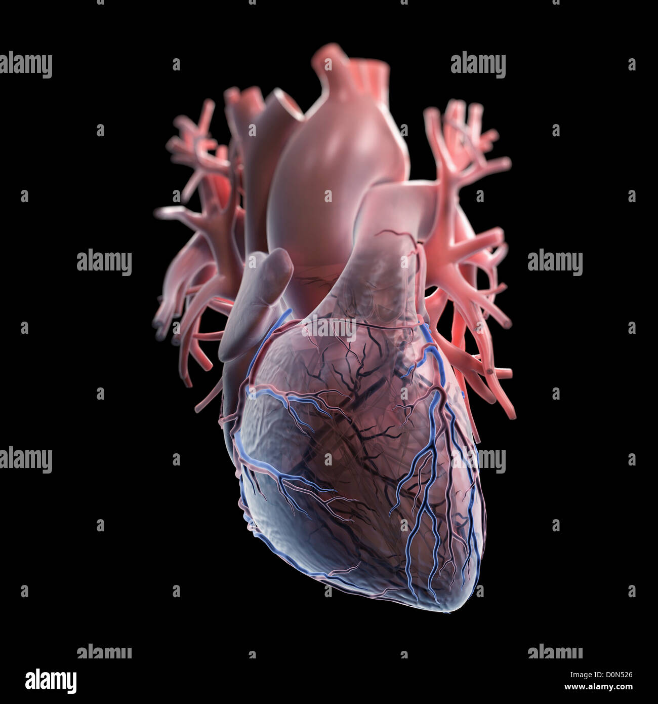Front view of the heart with coronary blood vessels visible set against ...