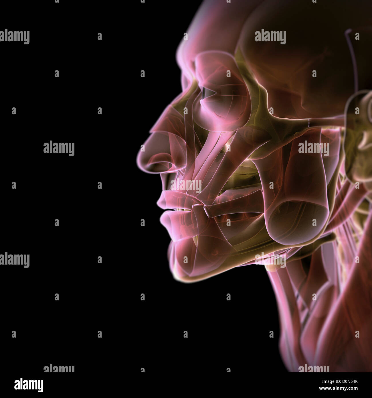 Male anatomy head neck side hi-res stock photography and images - Alamy