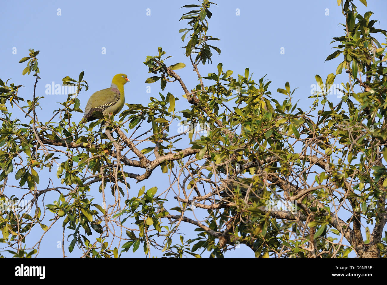 African Green-Pigeon (Treron calva - Treron calvus) perched in a tree ...