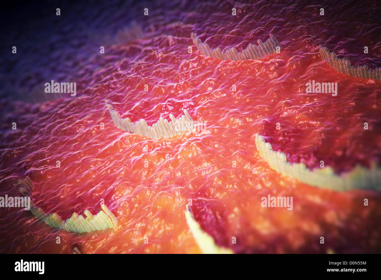 Inner ear hair cells hi-res stock photography and images - Alamy