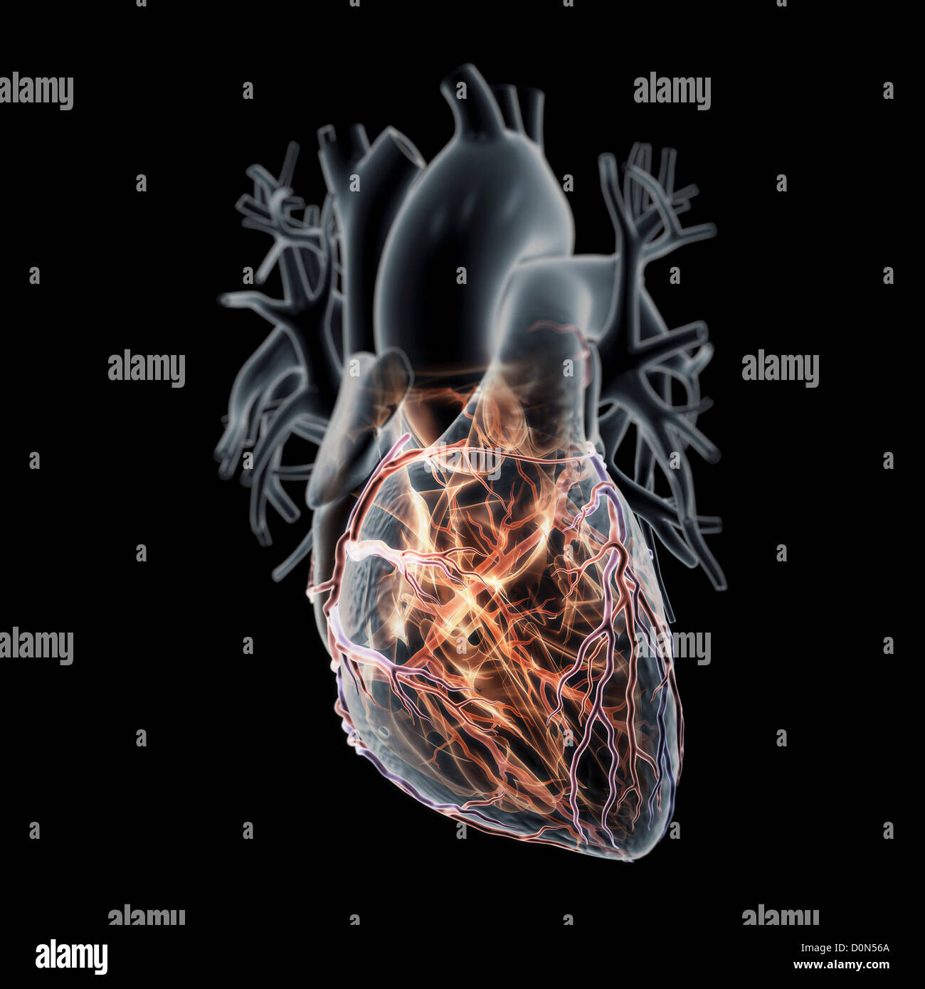 Digital anatomical model heart its coronary blood vessels. heart is ...