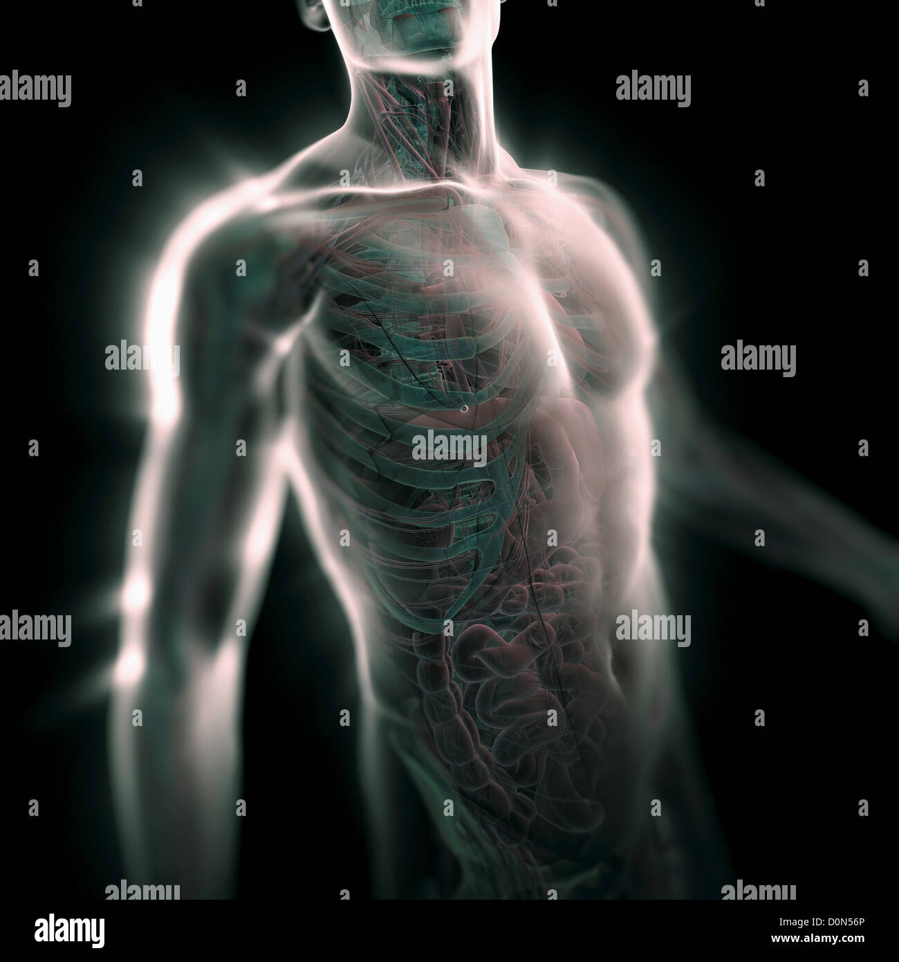 Male figure transparent skin viewed three-quarter angle partially ...