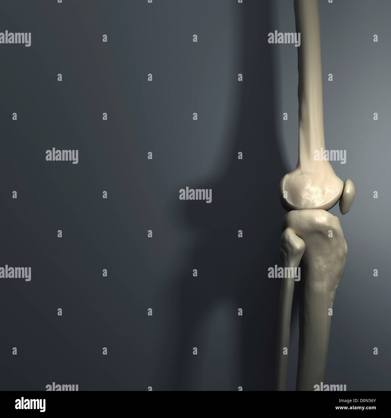 The bones of the knee viewed from the side against a gray background ...