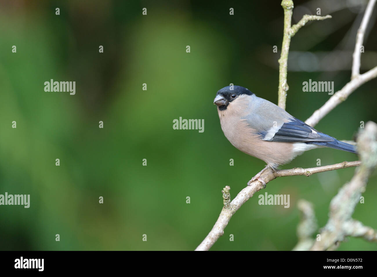Northern Bullfinch High Resolution Stock Photography and Images - Alamy